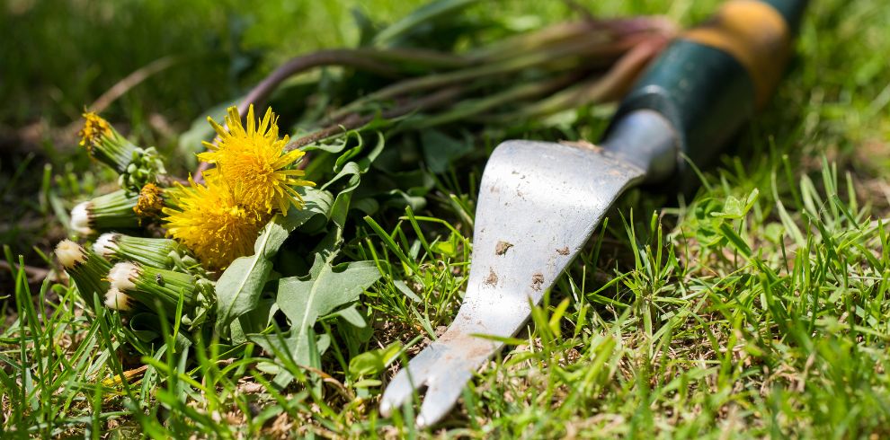 Healthy Gardening Guide: 7 weeding tips